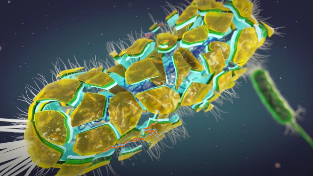 Biofilm Formation on Wounds: How to Help Prevent and Treat it | B ...